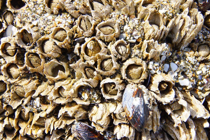 Mussels and barnacle stock image. Image of anchored, mussel - 55927331