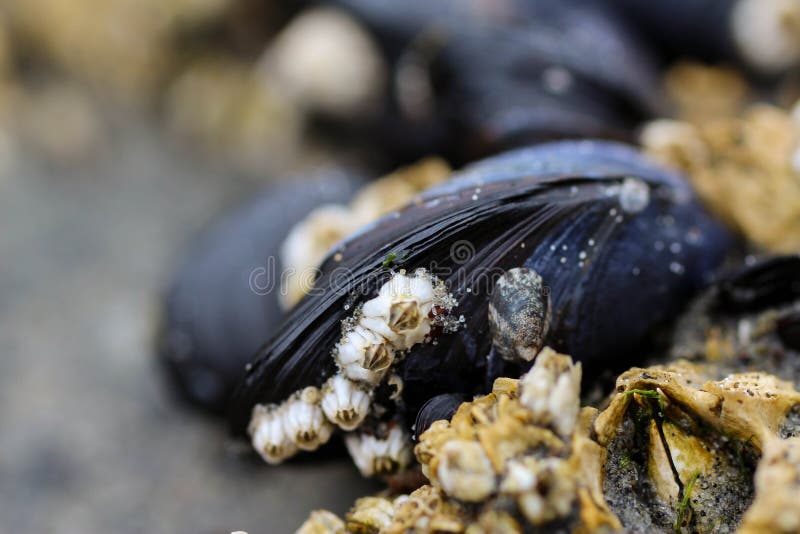 Mussels and barnacles stock image. Image of clams, food - 80239763