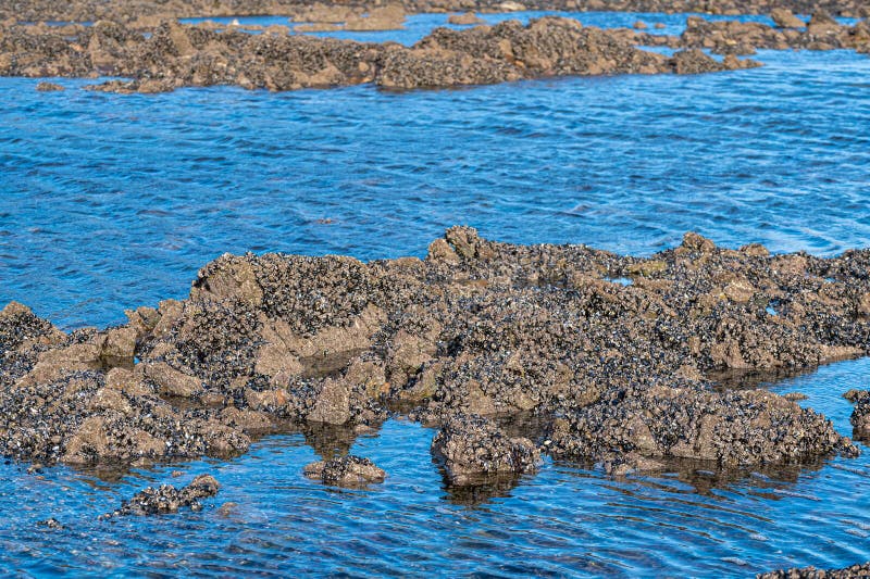 Mussels and Barnacles Clustered on Rocks Stock Image - Image of ...