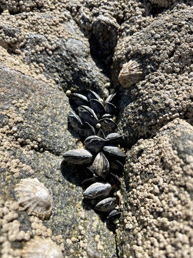 Mussels, Barnacles and Limpets in Crevices Stock Photo - Image of ...