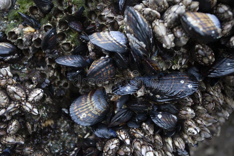 Mussels and Barnacles on Reef Stock Image - Image of coast, barnacle ...