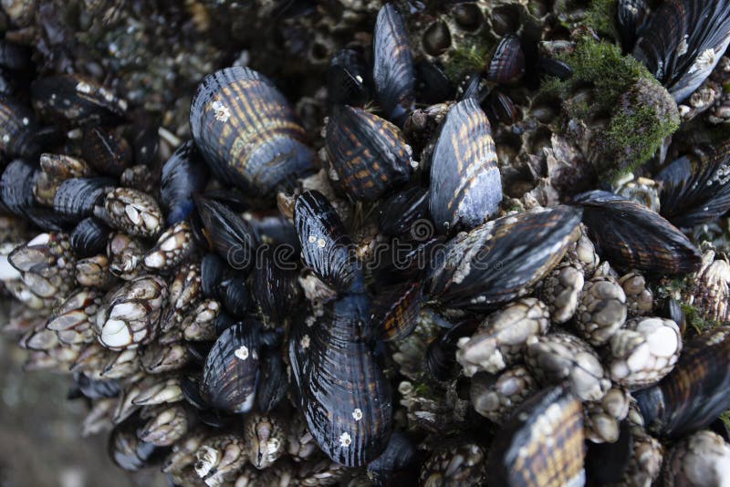 Brown Mussels Barnacles Coast Stock Photos - Free & Royalty-Free Stock ...