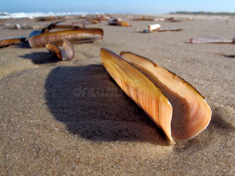 Mussels on a beach stock image. Image of collection, sand - 1998117