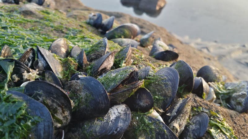 Mussels stock photo. Image of love, imperfection, background - 89646900