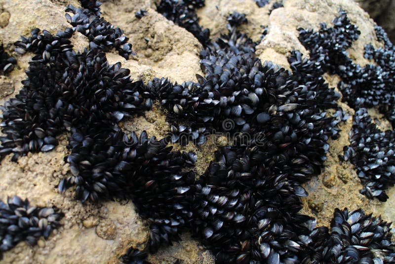 Mussels on the Beach of Baleal Stock Photo - Image of object, sand ...