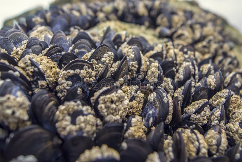 Mussels at the beach stock image. Image of outdoor, healthy - 84275023