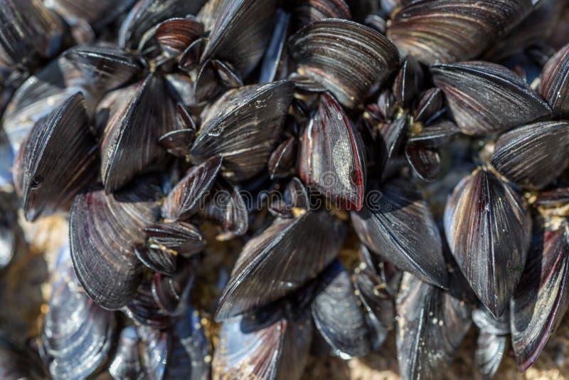 Mussels on the beach stock image. Image of fresh, mussels - 58848049