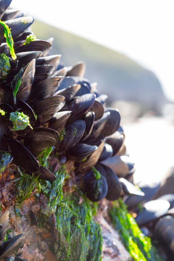 Mussels on the beach stock photo. Image of marine, animal - 58848456