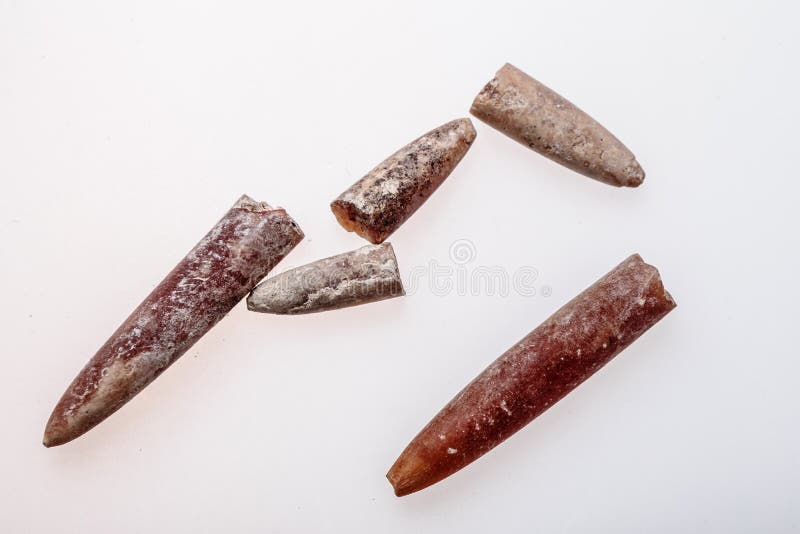 111 Belemnite Fossils Stock Photos - Free & Royalty-Free Stock Photos ...