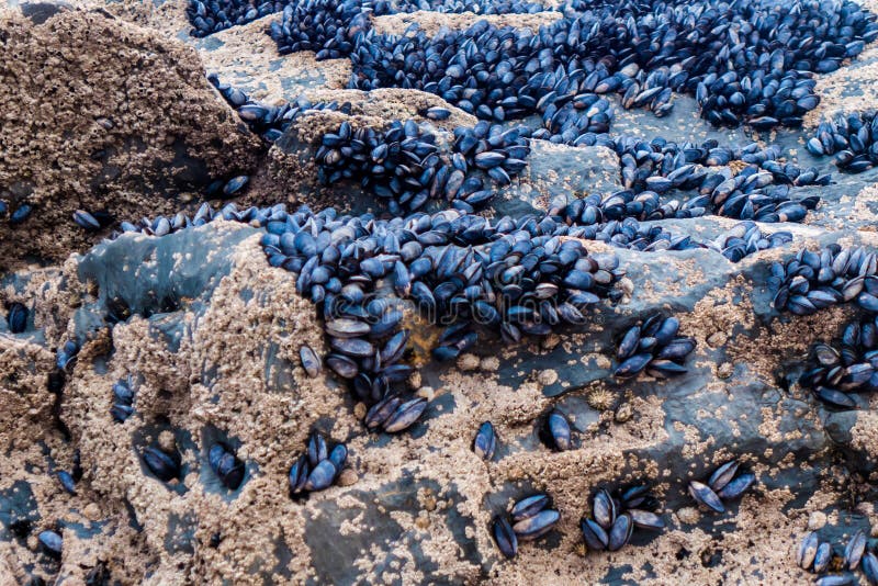 Mussels stock image. Image of close, nature, mussels - 53197237