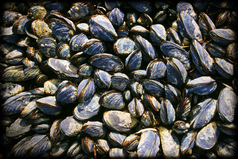 Mussels stock image. Image of mussels, seashells, shellfish - 55830495