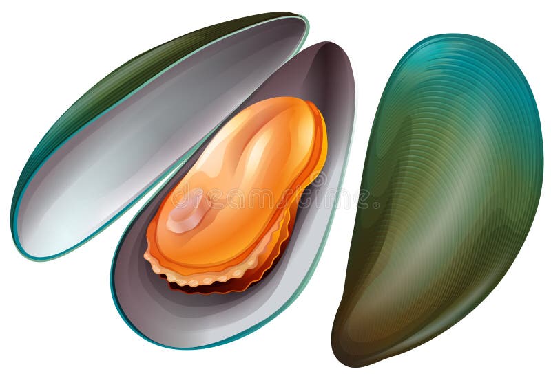 Green Mussel Cartoon Stock Illustrations – 29 Green Mussel Cartoon ...