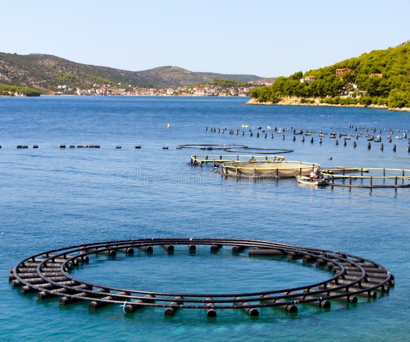 Mussels farming stock photo. Image of water, attraction - 11666186