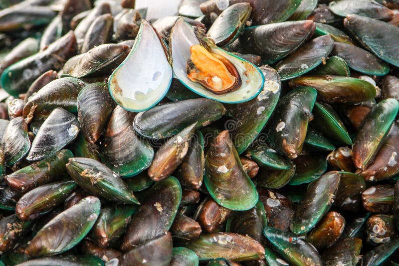 Mussels stock image. Image of animal, seafood, mussel - 53451937