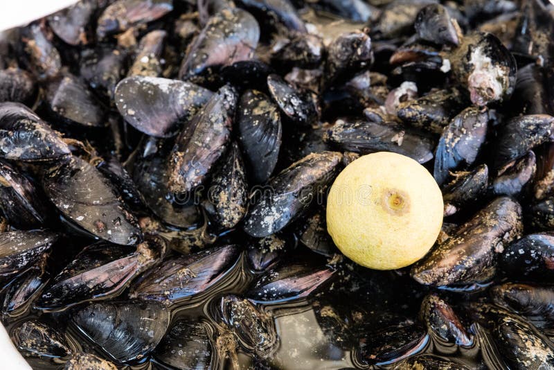 Mussels at fish market stock image. Image of market - 129521655