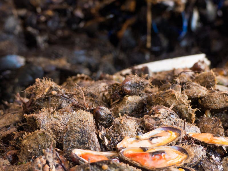 Mussels at the fish shop stock image. Image of fish, shellfish - 97179965