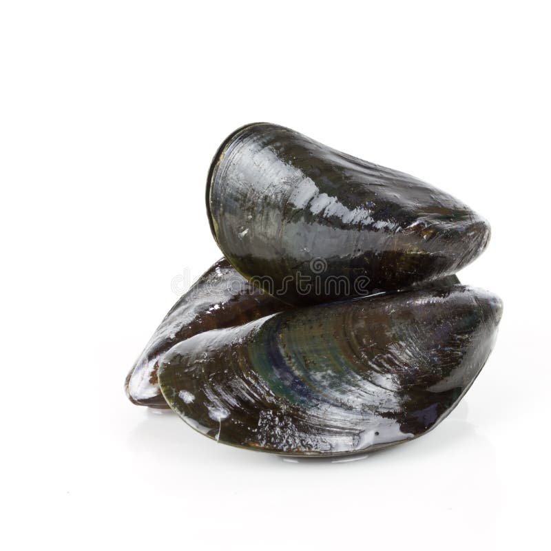 Mussels stock image. Image of downloaded, white, shell - 65051997