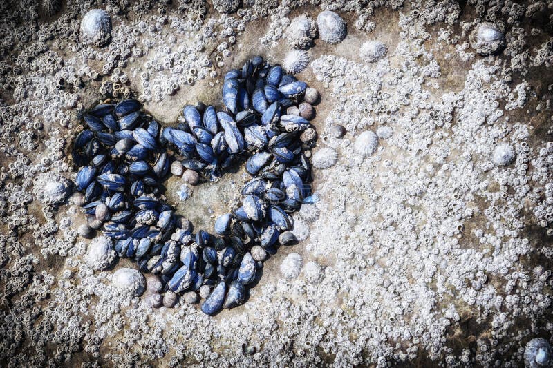 Mussels Growing in Shape of Heart Stock Photo - Image of diet, edible ...