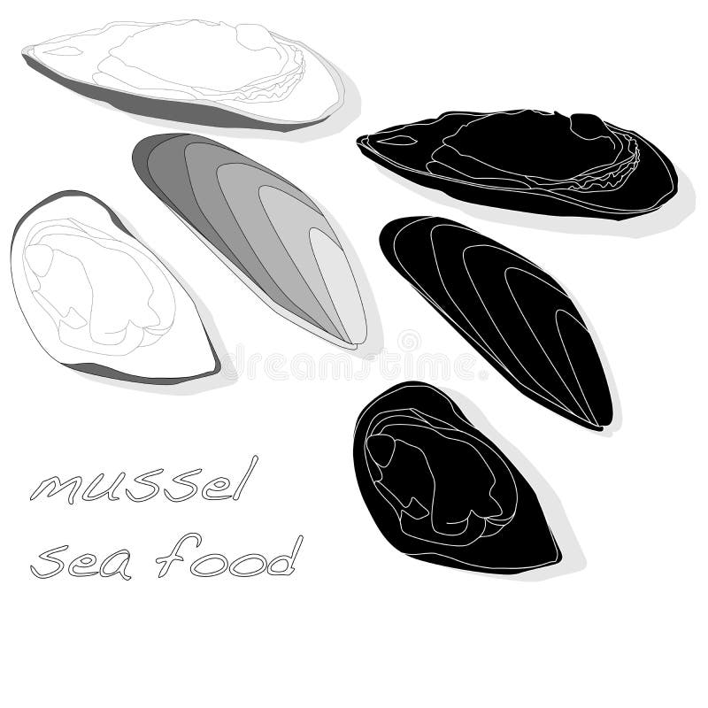 Mussels Illustration. Hand Drawn Watercolor on White Background. Stock ...