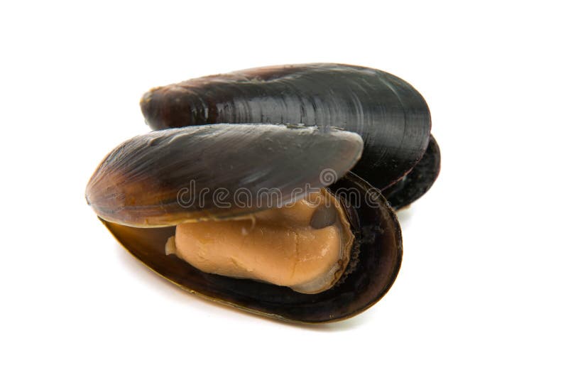Mussels isolated stock photo. Image of healthy, mussel - 76072380