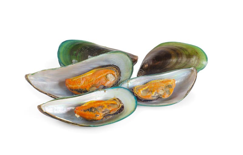Mussels an Isolated on a White Background Stock Image - Image of diet ...