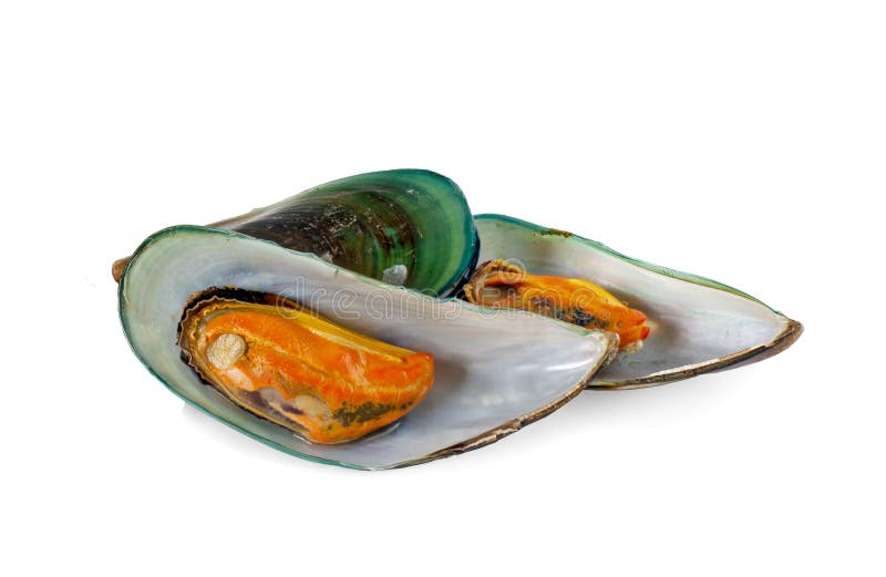 Mussels an Isolated on a White Background Stock Image - Image of diet ...