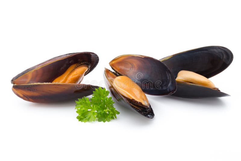 Mussels Isolated on White Background. Sea Food. Stock Image - Image of ...