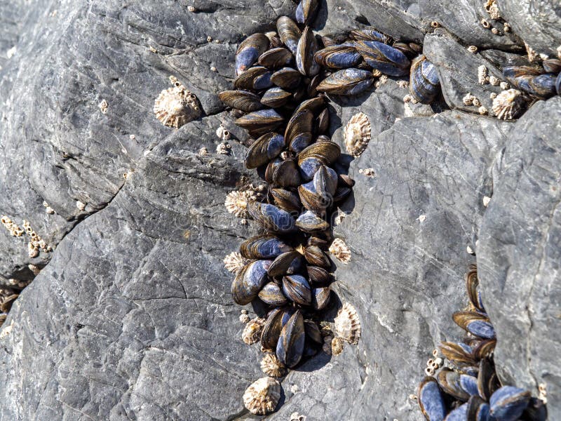 Mussels Limpets Barnacles Low Tide Stock Photos - Free & Royalty-Free ...