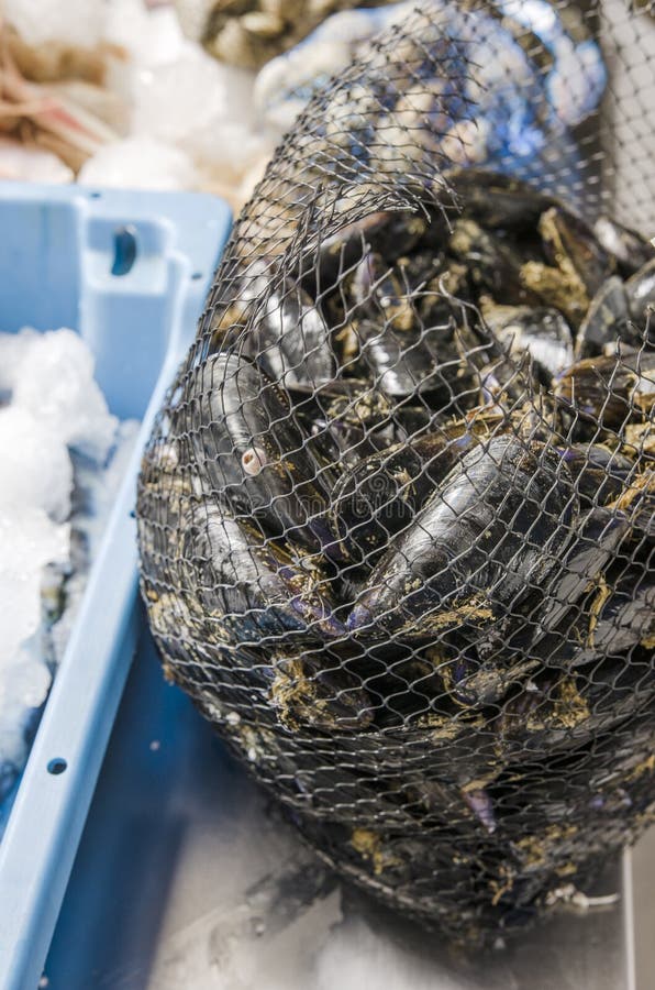 Mussels in a Net at the Fish Market Stock Photo - Image of fish ...
