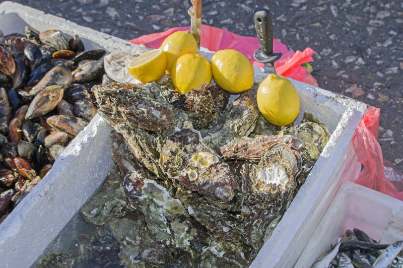 Mussels in plastic box stock image. Image of nature - 108537049