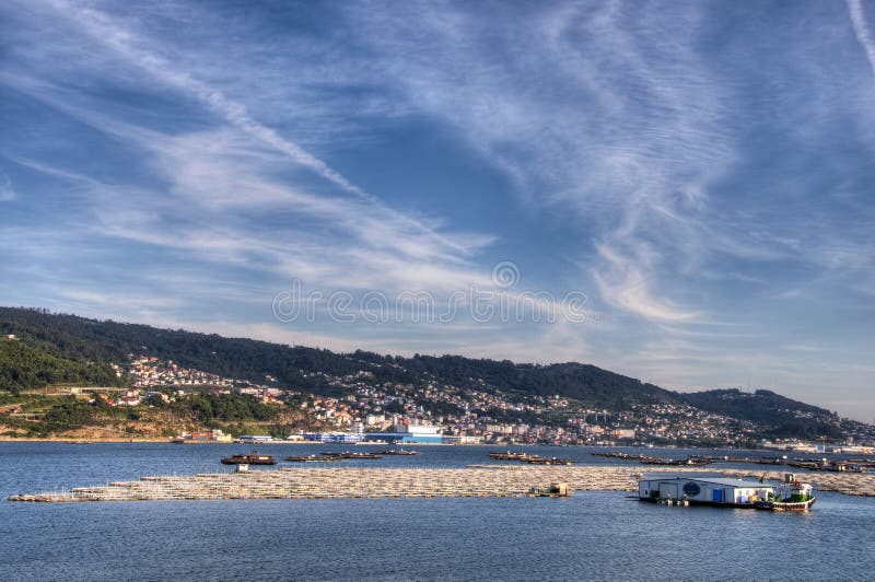 Mussels in the Ria de Vigo stock photo. Image of celery - 15007524
