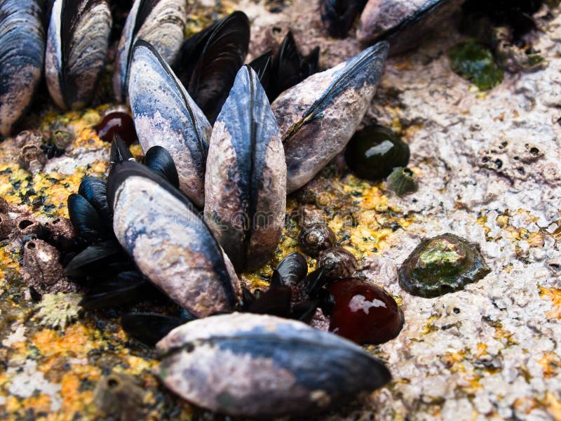 Sea barnacles and mussels stock photo. Image of tidal - 30968136