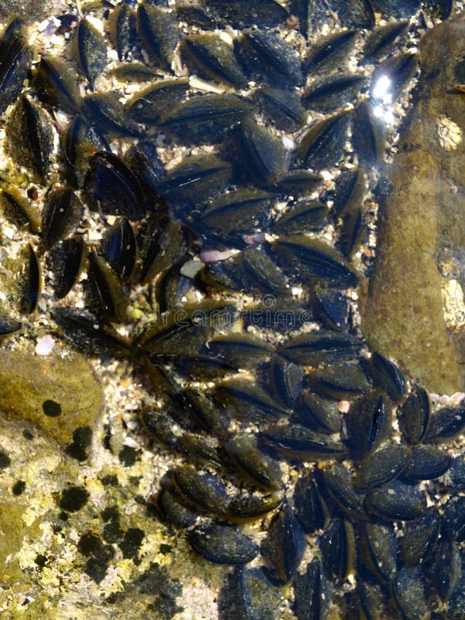 Mussels on a Rock of the Atlantic Sea Stock Photo - Image of ecology ...