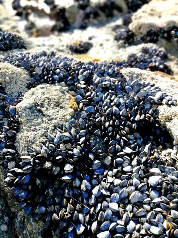 Mussels on Rocks in Normandy Stock Image - Image of shellfish, normandy ...