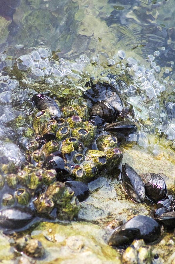 Mussels stock image. Image of fishing, bubbles, wildlife - 100276613