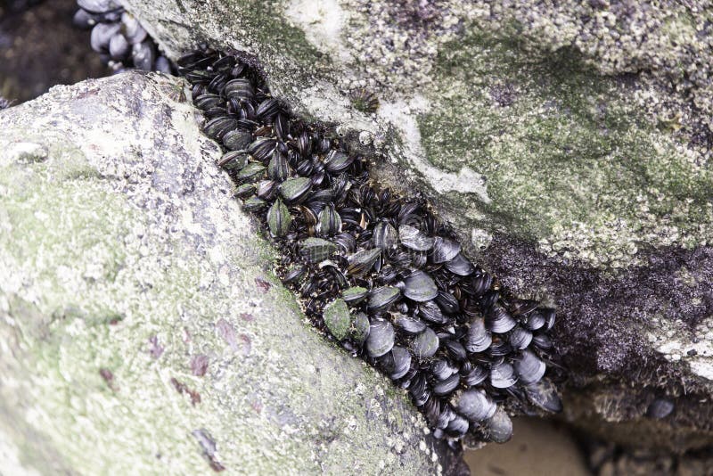 Mussels on rocks stock image. Image of gourmet, coast - 79781899