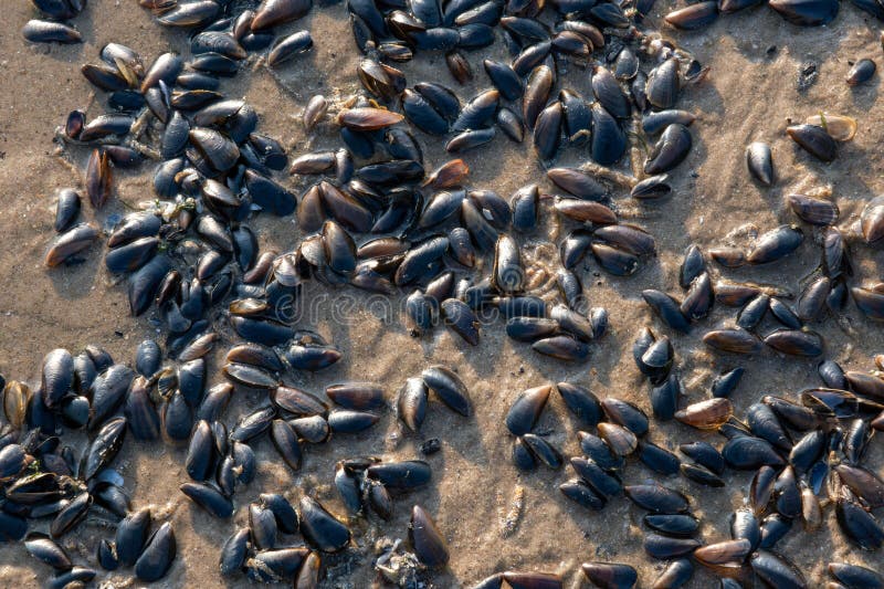 Mussels on the sand stock photo. Image of beach, pattern - 287390376