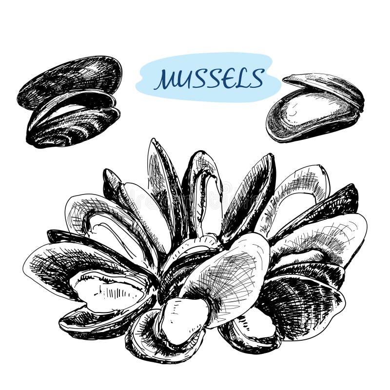 Mussels. stock vector. Illustration of cook, dainty, clams - 41910859