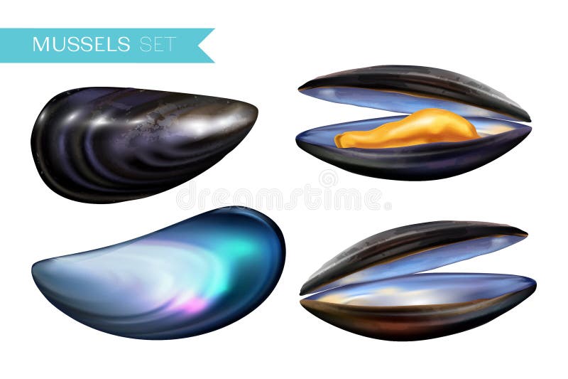 Realistic Mussels Stock Illustrations – 189 Realistic Mussels Stock ...