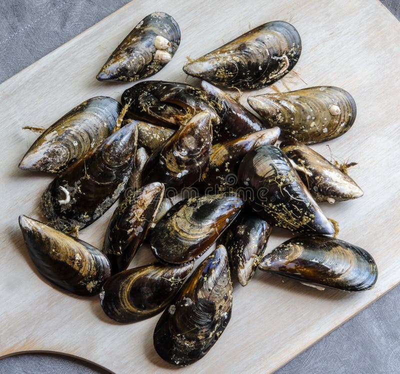 Mussels in the shell stock photo. Image of fish, nutrition - 64468506