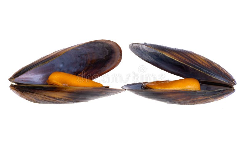 Mussels in shell isolated stock photo. Image of seafood - 261358970