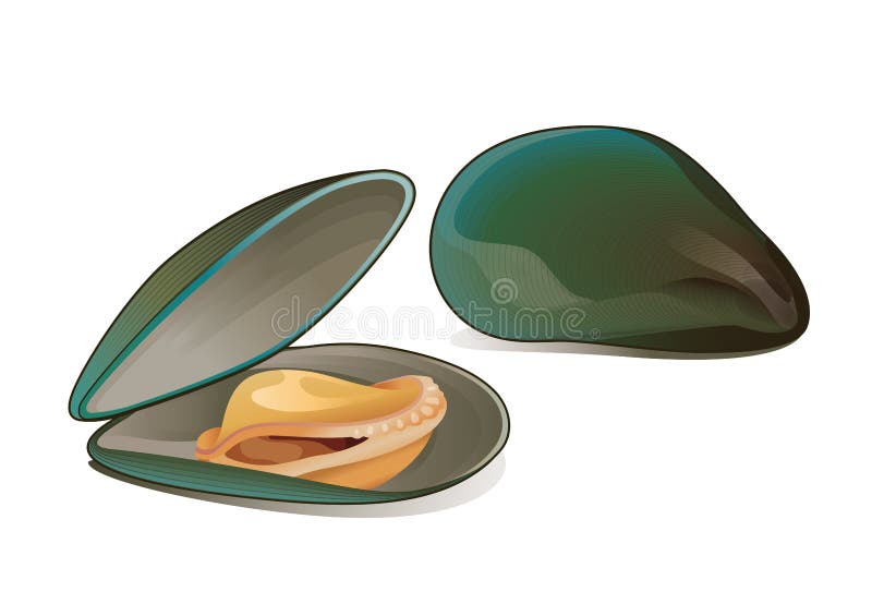 Mussels Shell Vector Design Realistic Illustration Stock Vector ...