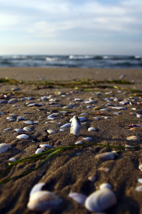 Mussels Shells on Beach Sand Botafogo Rio De Janeiro Brazil Stock Photo ...