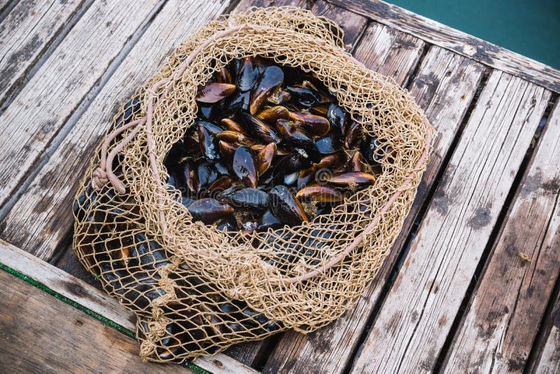 Mussels in shells stock image. Image of mussel, fishing - 173403597