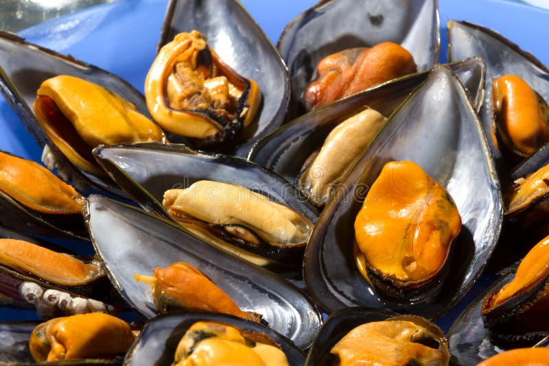 Mussels steamed stock photo. Image of mussels, nutritious - 57980540