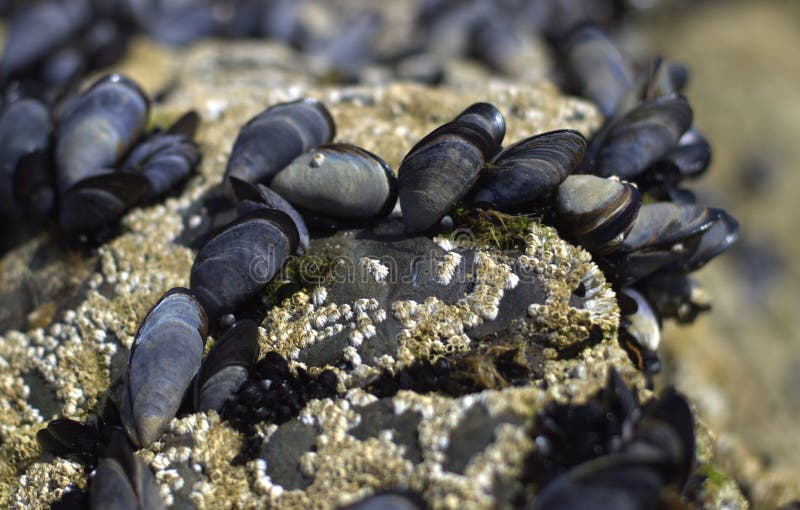 Mussels stock image. Image of tasty, fresh, bokeh, edible - 44532279