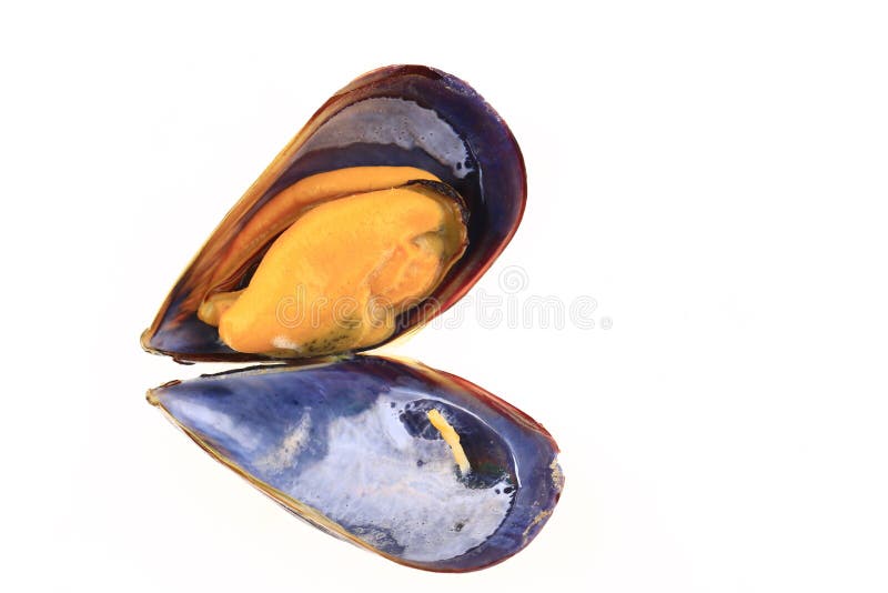 Mussels on a White Background Stock Photo - Image of white, protein ...