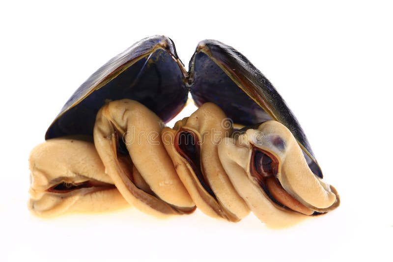 Mussels on a White Background Stock Image - Image of white, shell ...