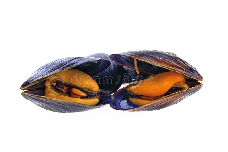 Mussels on a White Background Stock Image - Image of animal, mollusk ...
