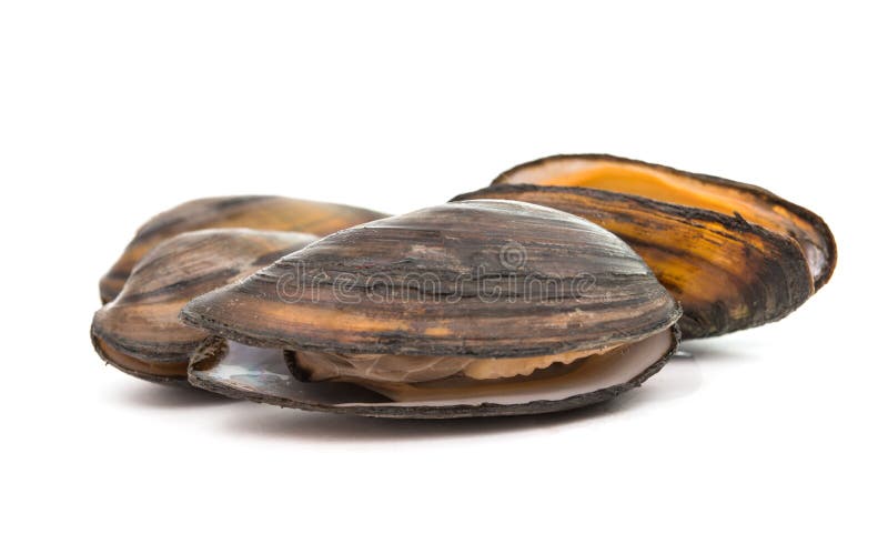 Mussels stock photo. Image of ocean, fresh, mussel, healthy - 59480634